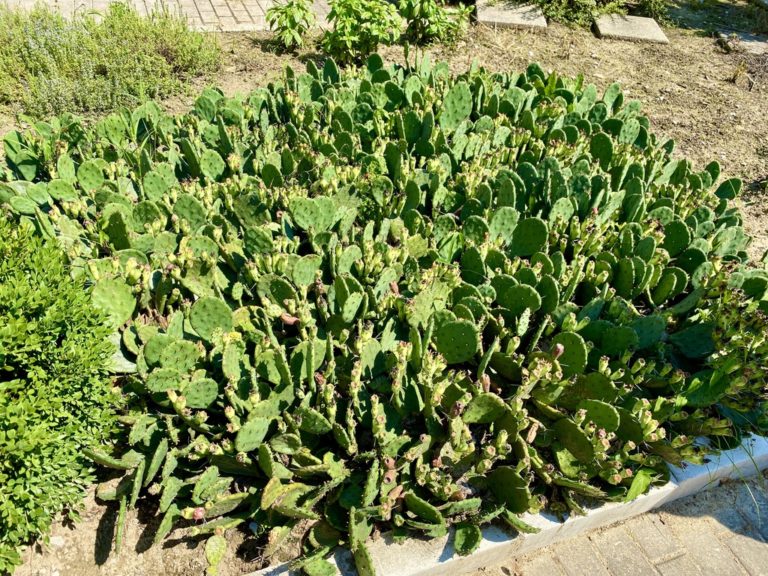 Western Kentucky Botanical Garden | Seek Discover Learn